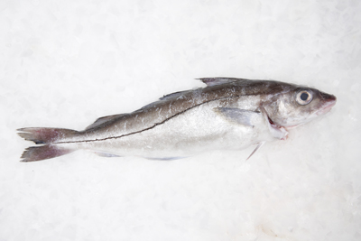 Kuller - Skagenfood - Frisk fisk fra havet til din dør